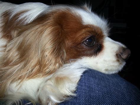 Samsung Galaxy S Iii Review Samsung Galaxy S Iii Cnet