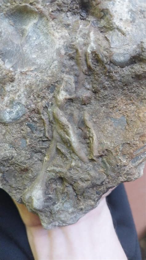 Is This A Crinoid R Fossilid