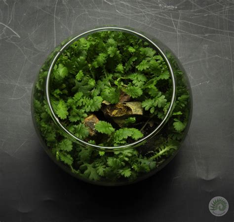 Набор для создания флорариума "Крошка Фло" - Florariumplants