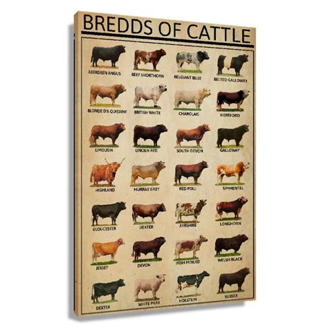 Cattle Breeds Knowledge Poster Educational Wall Art Infographic Poster