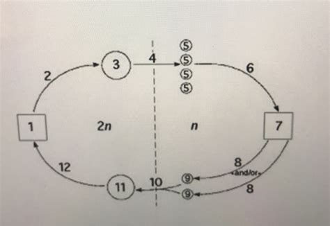 Solved Using The Diagram Above As A Basis Draw Out OR Chegg Com