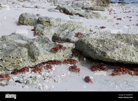 Red Crab Crustacean Beach Claws Gecarcoidea Natalis Christmas Island