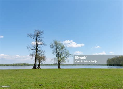크로아티아 Lonjsko Polje Nature Park의 Muzilovcica 마을 근처 호숫가에서 나무의 고요한 전망 0명에