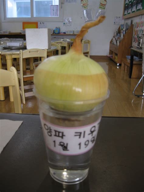 양파 키우기양파싹 기르기양파 수경재배양파싹 틔우기 ┏한결농장 공개┓ 한결어린이집