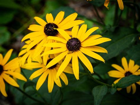 Our Favorite Florida Native Plants Tropex
