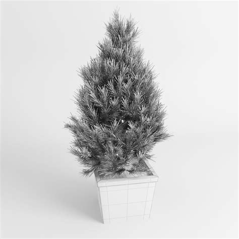 냄비에 Pinus 나무 3d 모델 19 Max Fbx Obj C4d Free3d