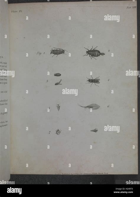 Phytologia Is A Botanical Text That Discusses Various Plant Species