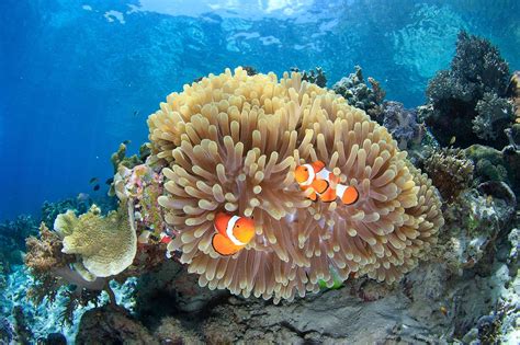 Commensalism Examples In The Ocean