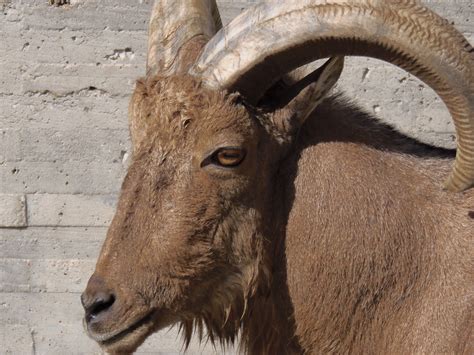 Fotoğraf Vahşi Hayat Koyun Fauna Keçiler Hayvanlar Memeliler