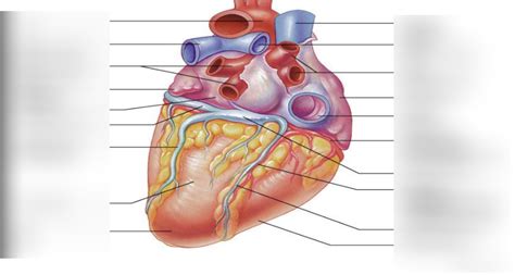 External Heart Posterior View Diagram Quizlet