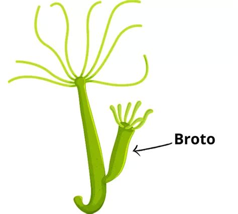 Reprodução Assexuada Tudo Com Ciência