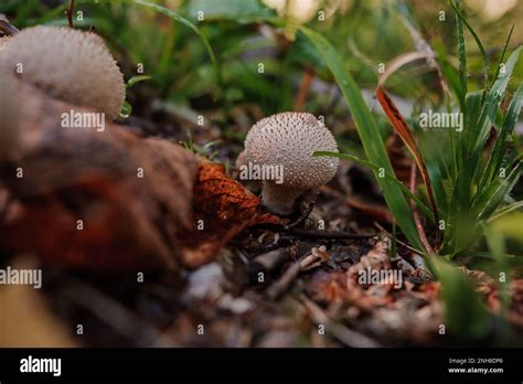 Prickly Puffball Mushroom Grows In The Forest Lycoperdon Marginatum