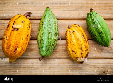 Ripe Indonesias Cocoa Pod Setup On Rustic Wooden Background Stock