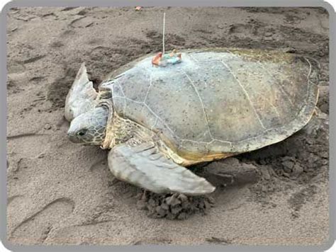 Sea Turtle Tracking