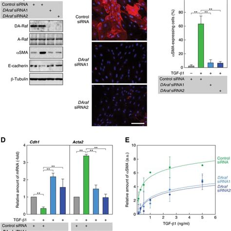 Postulated mechanisms of TGF β1 induced EMT in RLE cells and the