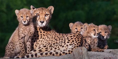 Basler Zolli Junger Gepard Fällt Plötzlich Um Und Ist Sofort Tot