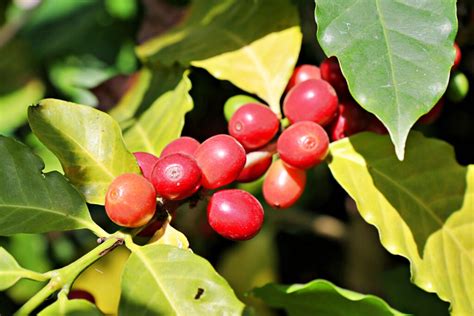 コーヒーの木成長記録 2023年7月30日～【ダイソー百均観葉植物】【育て方】【植え替え】 シュウの植物日記華