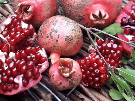 ბროწეულის ქერქი Tbilisi