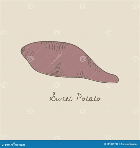Sweet Potato Stock Illustrations 2472 Sweet Potato Stock