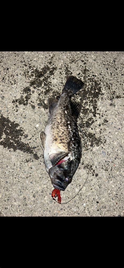 単独釣人さんの2024年06月19日水の釣行北海道 石狩湾新港 アングラーズ 釣果500万件の魚釣り情報サイト
