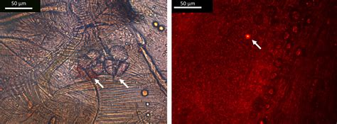 Tiny Crustaceans Are Fragmenting Microplastics Into Even Smaller
