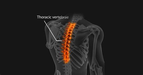 Anthros On Linkedin Thoracic Decompression The Importance Of Sitting