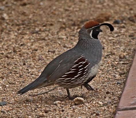 Himalayan Quail