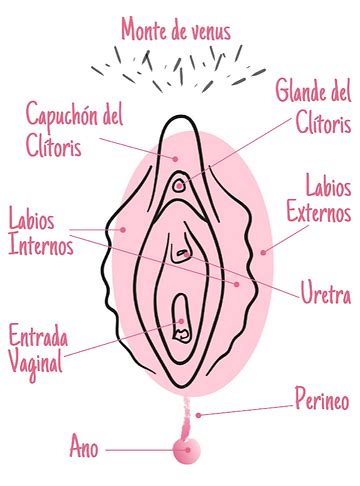 Qué Tipos De Vulvas Existen TIPOS DE VAGINAS OFF