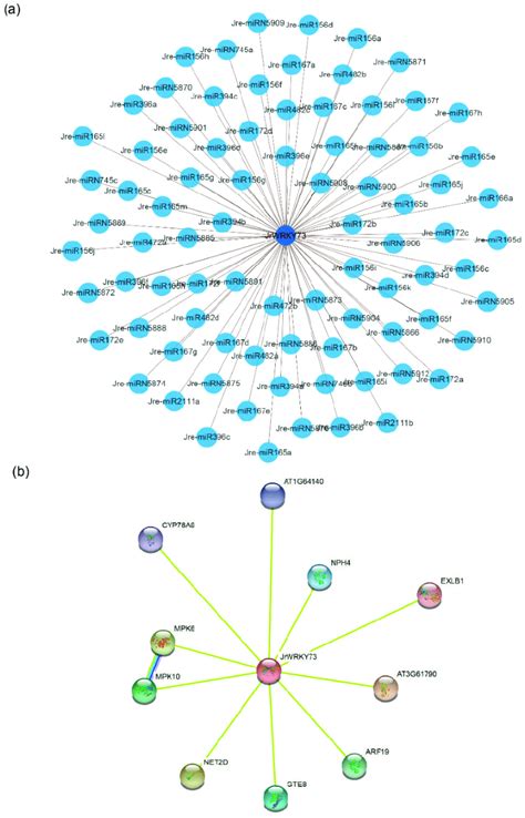 A A Schematic Representation Of The Regulatory Network Relationships