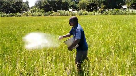 Apply Fertilizer In A Rice Farm Through Broadcasting Youtube