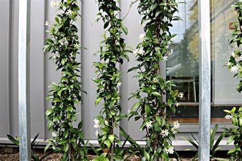 Chinese Star Jasmines Ready To Espalier HEDGE Garden Design Nurse