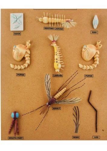 Plastic Biological Models Sf00001470 For Laboratory At ₹ 1000piece In