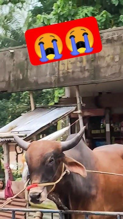 গ্রাম থেকে শহরে পিরা হবে না আর চিরচেনা সেই গোয়াল ঘরে 😭shorts