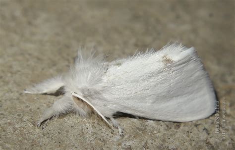 Photo 42607 Euproctis Similis