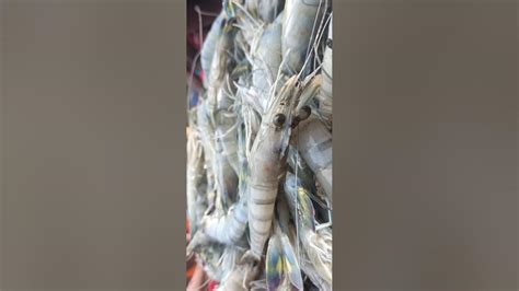 ডুমুরিয়া বান্দা গ্রামে বাগদা চিংড়ি চাষ করে অনেক এ লাভবান হচ্ছে।