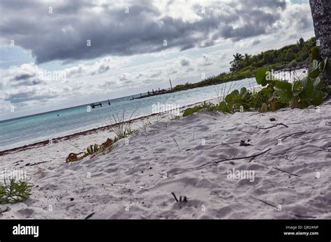 Detail Of Green Grass Growing On The White Sand Of Xpu Ha Beach In