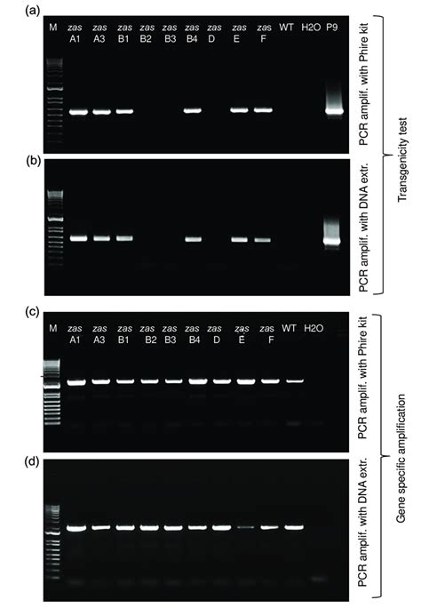 Results Of Pcr Using The Old And The Proposed Workflow A
