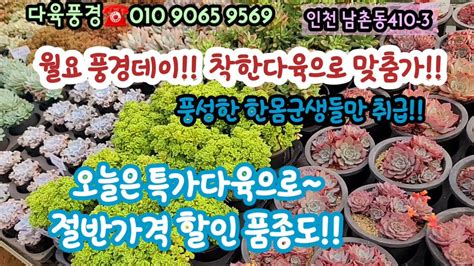 월요풍경데이 오늘은 특가다육 품종도 라우톱선물풍성한 한몸군생 최저가격으로 맞춤가격 제스타 호피복랑금 노랑꽃보기