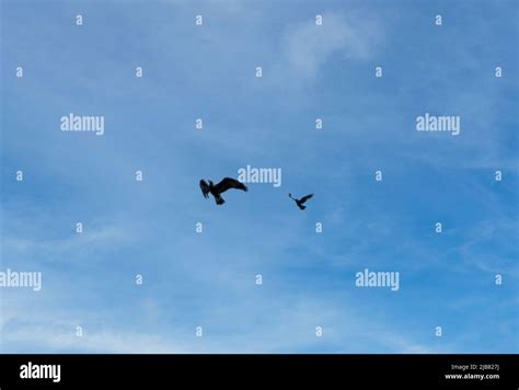 Midas A Young Golden Eagle Aquila Chrysaetos Harrased By Crows At A