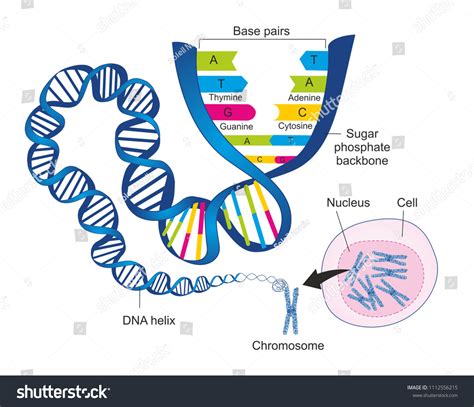 Schematic Illustration Shows Structure Double Stranded Stock