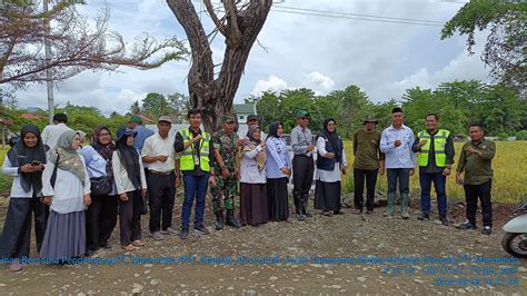 Program Demplot Tanaman Padi Pt Masmindo Terbilang Sukses Poros Celebes