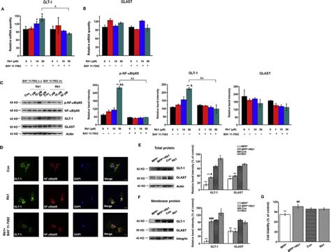 Ginsenoside Rb1 Increases Glutamate Transporter Expression Via