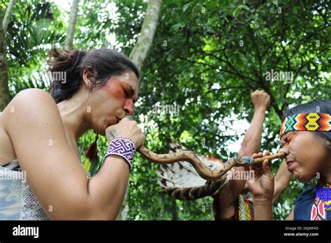 Indigenous People Use Of The Sacred Indigenous Snuff Rapé By The