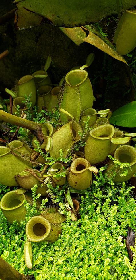 95 Best Atlanta Botanical Garden Images On Pholder Atlanta Pkgo