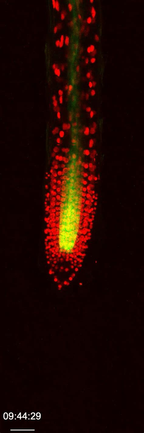 17 Hour Time Lapse Of A Growing Thale Cress Arabidopsis Thaliana Root