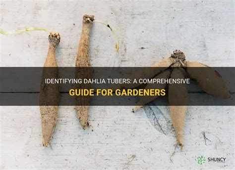 Identifying Dahlia Tubers A Comprehensive Guide For Gardeners Shuncy