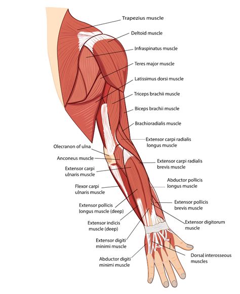 Difference Between Triceps And Biceps