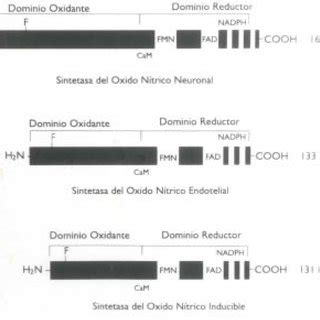 Aspectos sobre las funciones del ó xido n í trico como mensajero