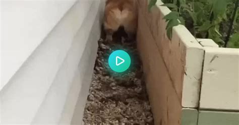 Reverse Corgi Album On Imgur