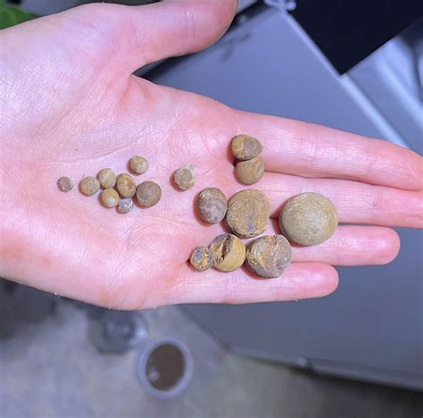 Tiny Geodes Found In Washington What To Do … 🤔 R Rockhounds